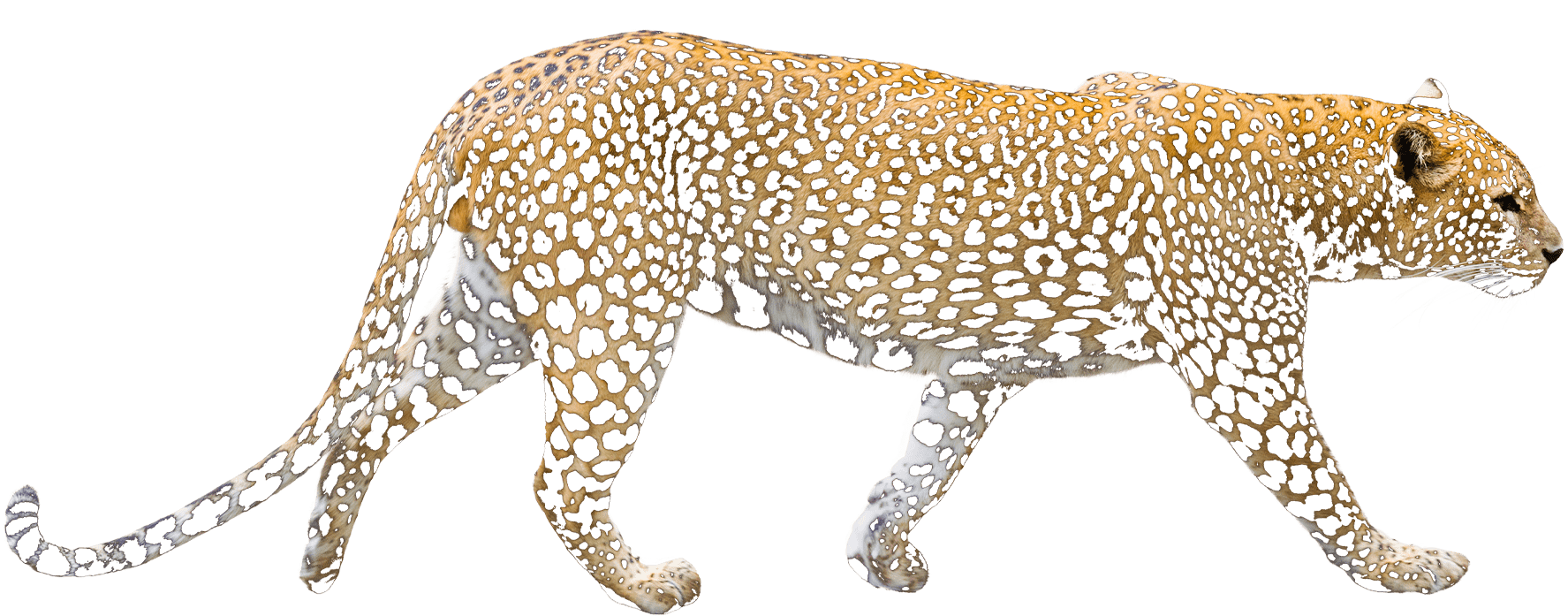 AYVA Packaging | IML Plastic Pails, Containers, Tubs, Barrels & Cartridges